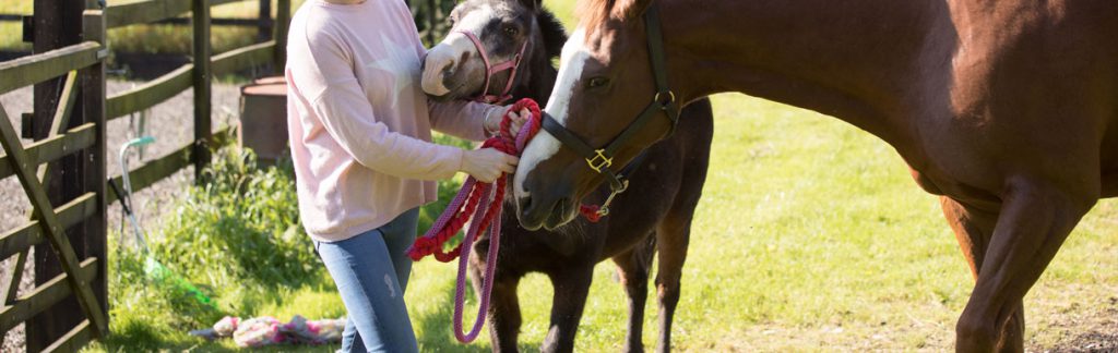 We care for pets in Shedfield | Animed Veterinary Group